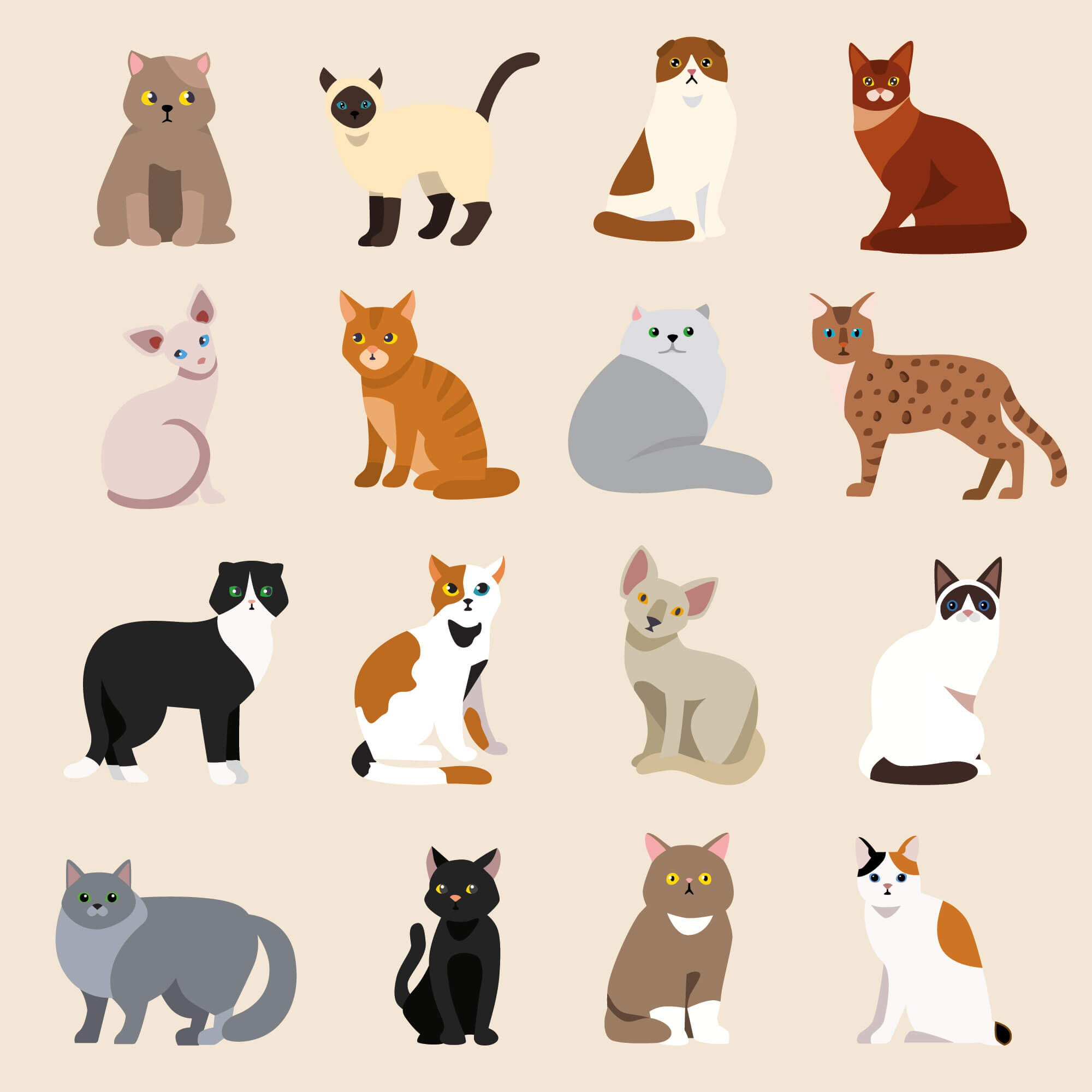 Gatti tricolori - Qual è la storia di questi famosi portafortuna? | Cat ...