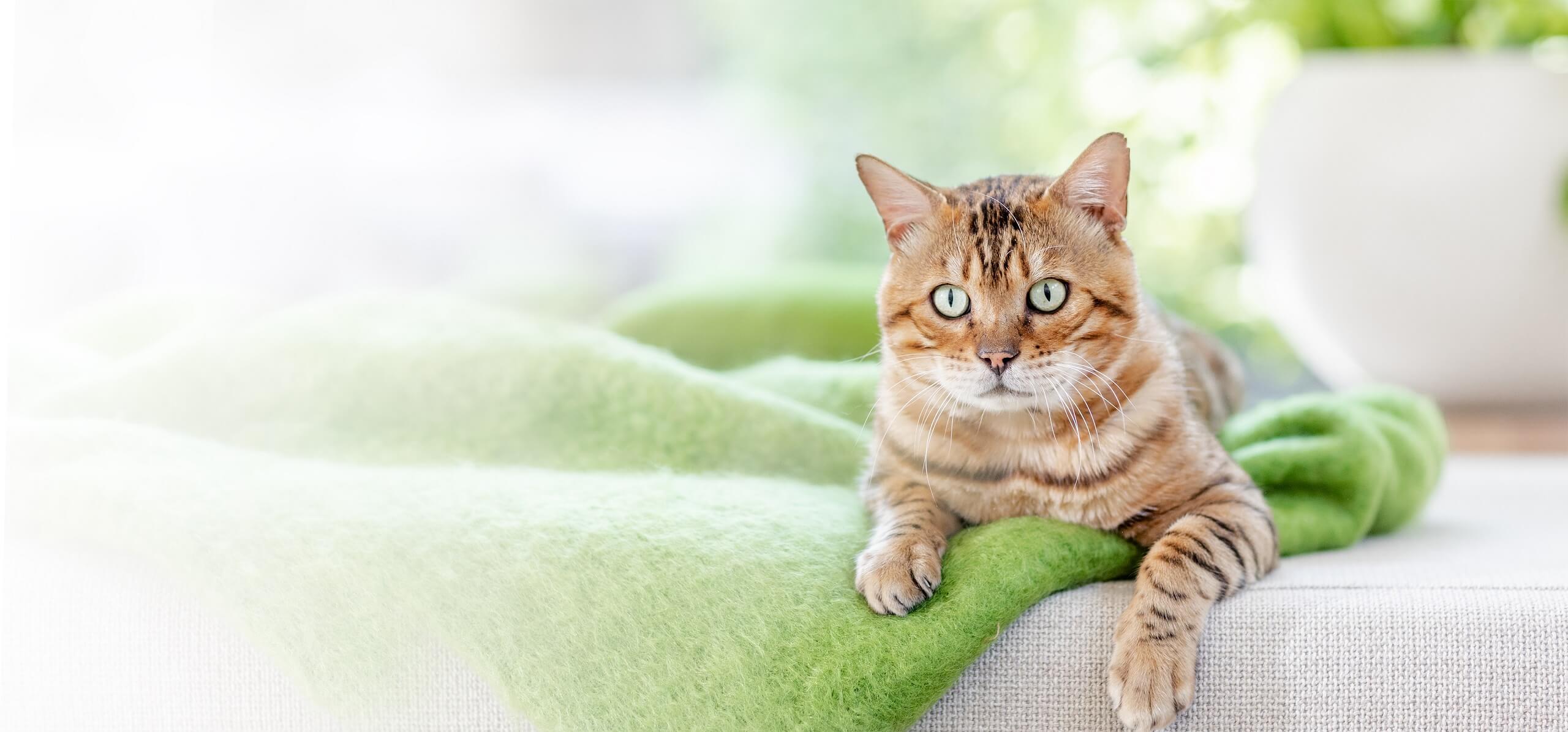 Por que Cat’s Best | Cat’s Best