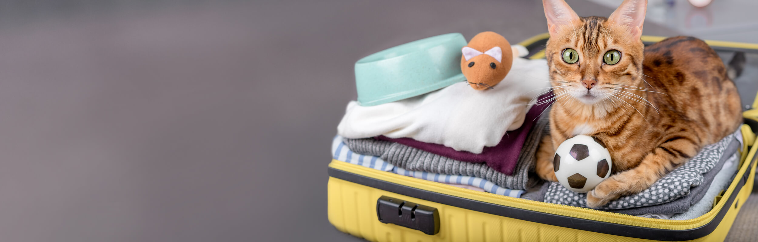 Tipps für den Urlaub mit Katze | Cat’s Best